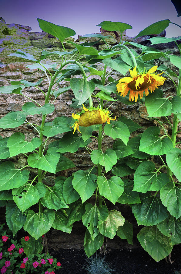 Sad Little Sunflowers Photograph by Bill Cannon - Fine Art America