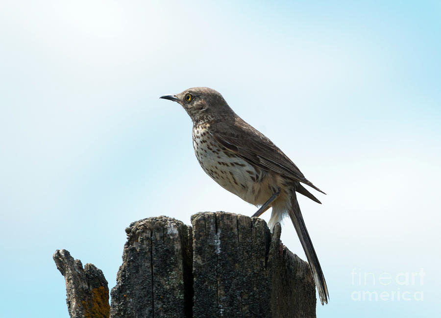 Sage Thrasher Photograph by Michael Dawson - Fine Art America