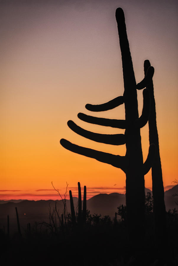 Saguaro Sentinels Photograph By Ken Tidy Fine Art America