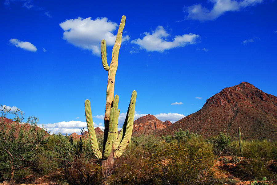 Saguaro tree Photograph by Susanne Van Hulst - Fine Art America