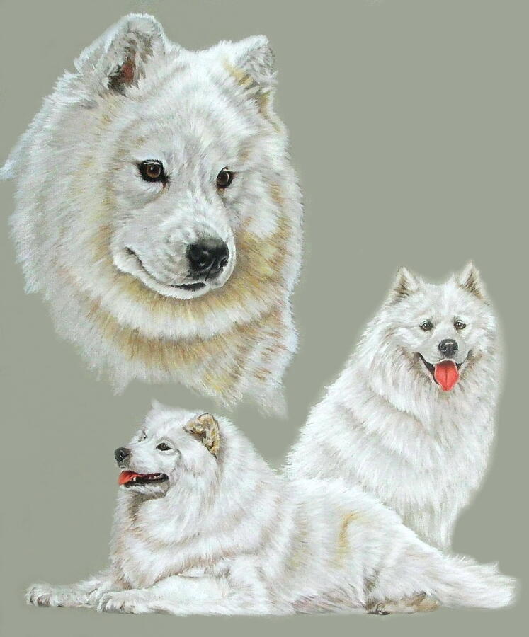 Samoyed Collage Drawing by Barbara Keith - Fine Art America