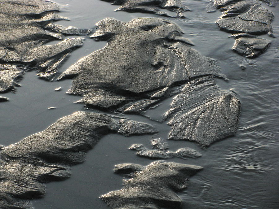 Sand Creature Photograph by Charles Shedd - Fine Art America