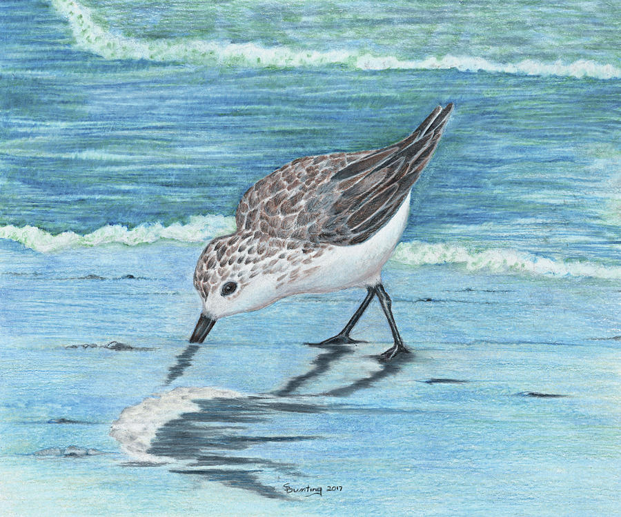 Sanderling I Drawing by Sharon Bunting | Fine Art America