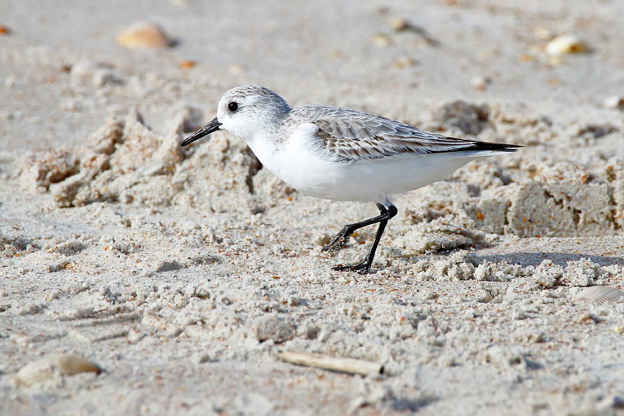 Sanderling On A Beach Photograph by Daniel Caracappa | Fine Art America