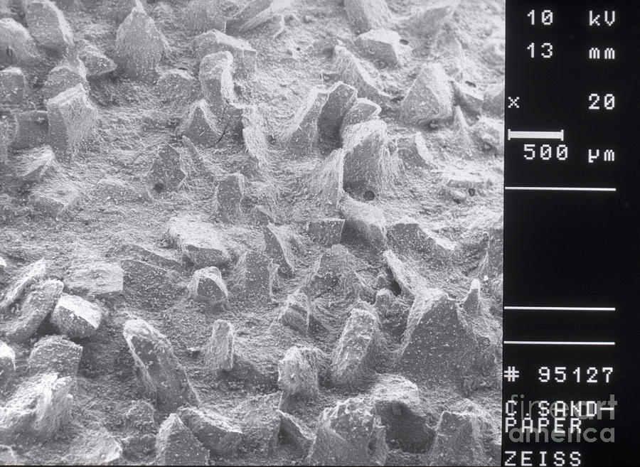 Newsprint Sem Photograph By Scimat