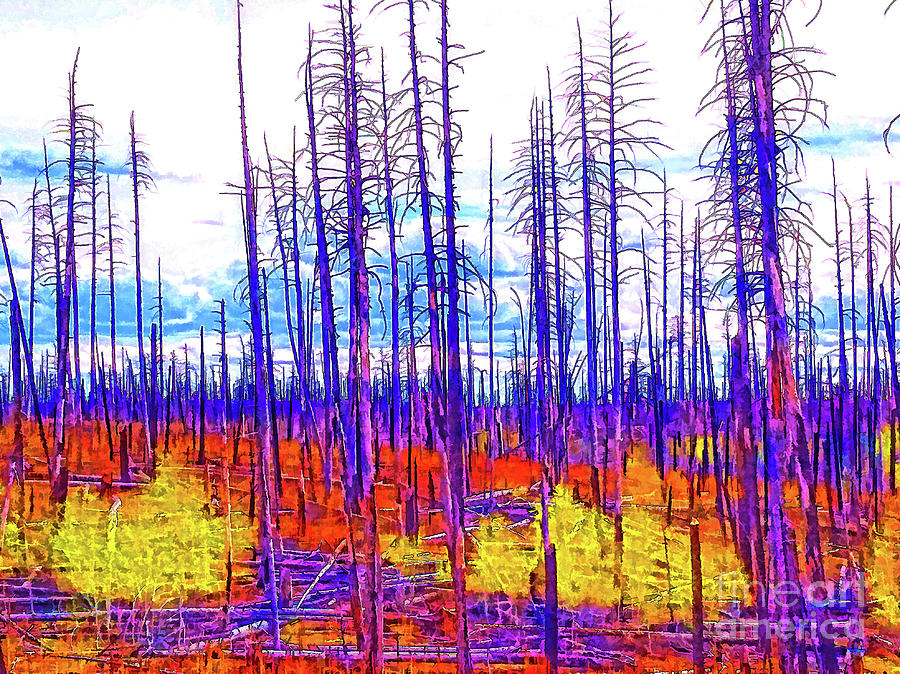 Save the Forest Photograph by Jennifer Stackpole - Fine Art America