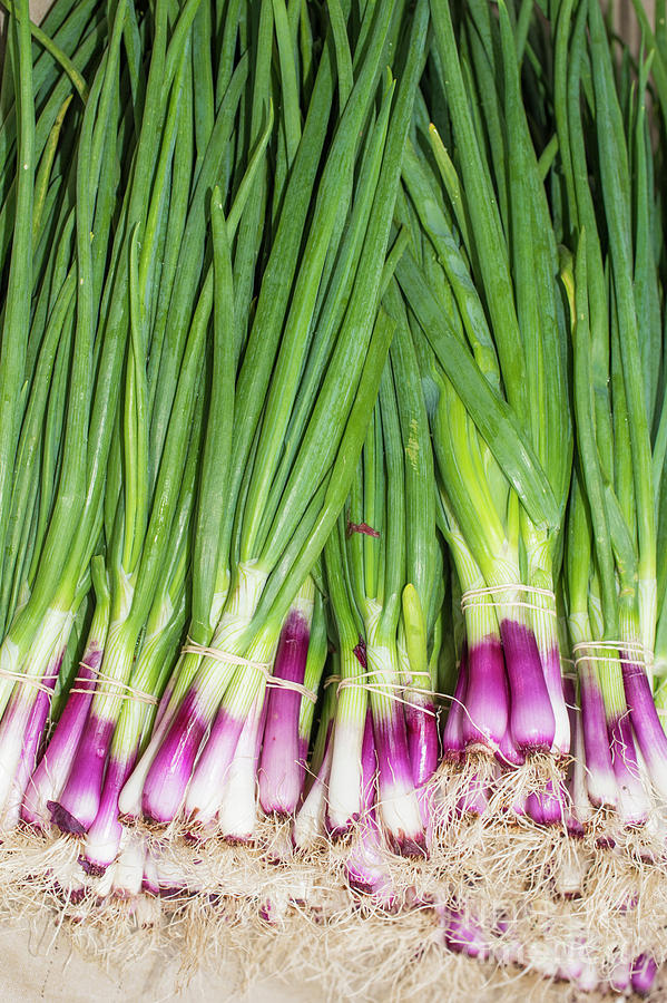 Scallions Photograph by Juli Scalzi - Fine Art America
