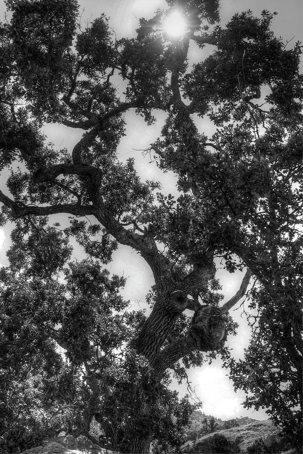 Scraggly tree Photograph by Douglas Settle - Fine Art America