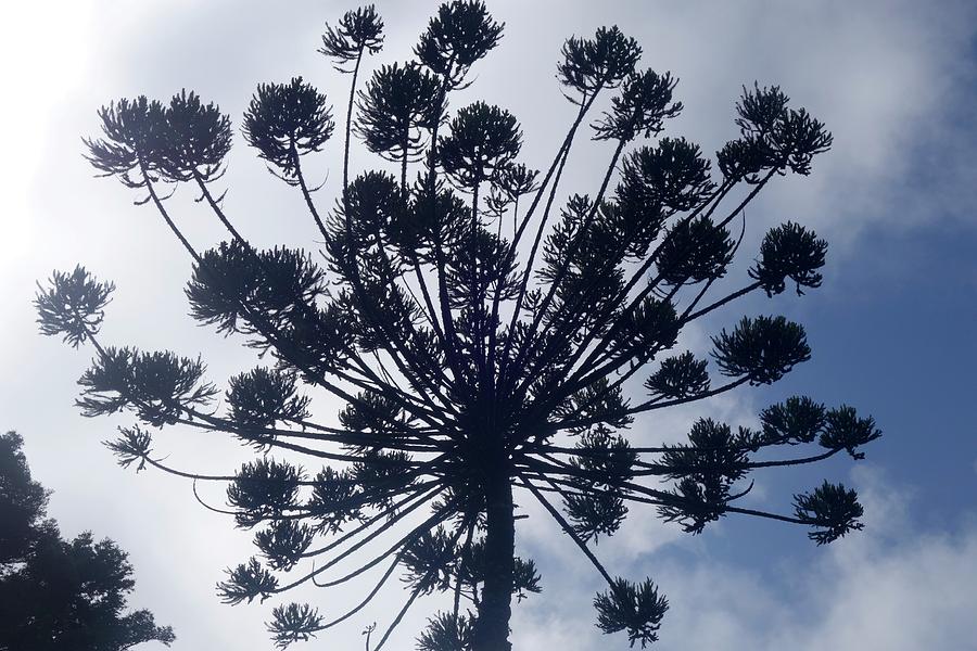 Sculpted Tree of Pena Park, Sintra, Portugal Photograph by Rauno Joks ...