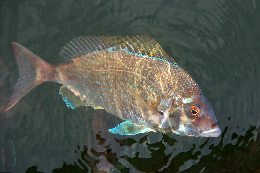 Scup Photograph by Alan Buck - Fine Art America