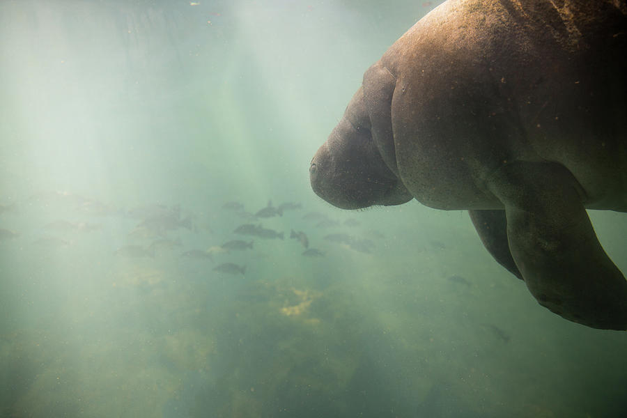 Sea Cow Photograph by Eilish Palmer - Pixels
