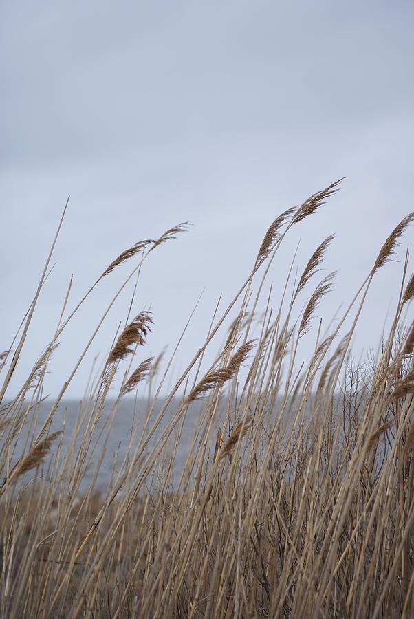 Sea Grass Photograph by Rennata Tropeano - Fine Art America