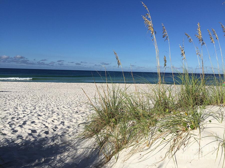 Sea Oats At The Beach Photograph By Leslie Brashear