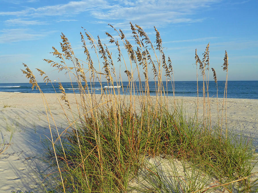 Sea Oats Photograph By Kristy Holliday Main Pixels