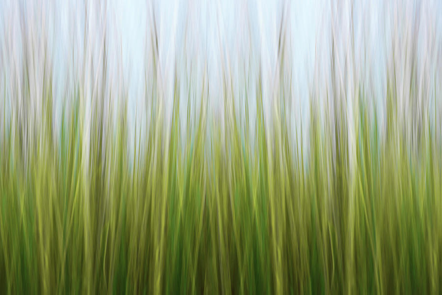Seagrass Photograph by Katherine Gendreau - Fine Art America