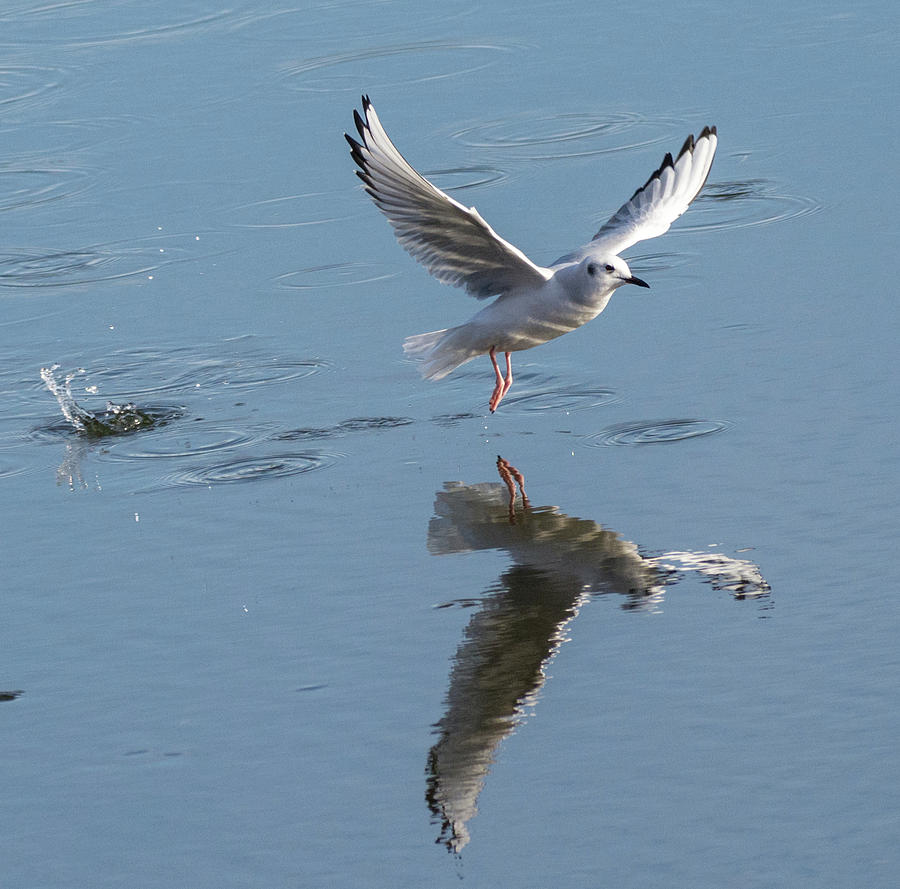 Seagull Canso Causeway Photograph by Rodney Tate - Pixels
