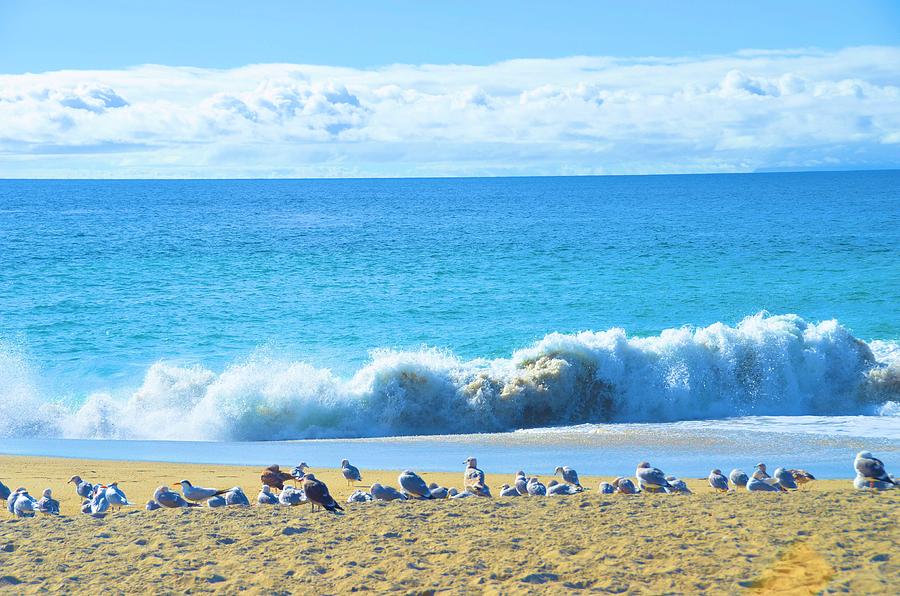Seagulls on the Beach Photograph by Nancy Jenkins - Fine Art America