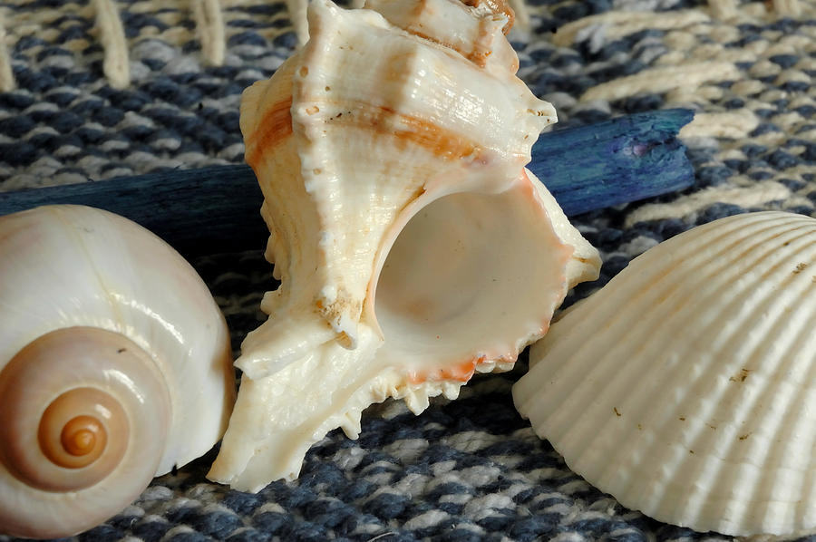 Seashell macro 4 Photograph by Guido Strambio - Fine Art America