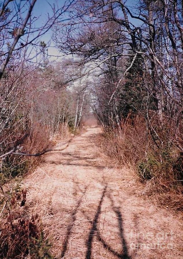 Secluded Path Photograph by Beth Williams - Fine Art America