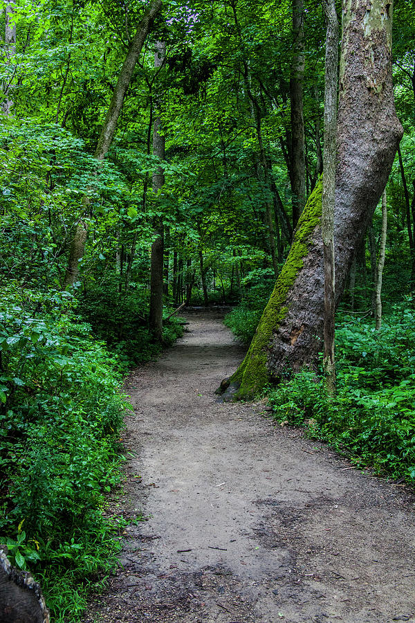 Secret Path Photograph by Anthony Cooper - Fine Art America