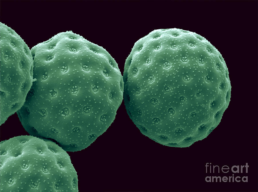 Sem Of Orache Pollen Photograph by Scimat - Fine Art America