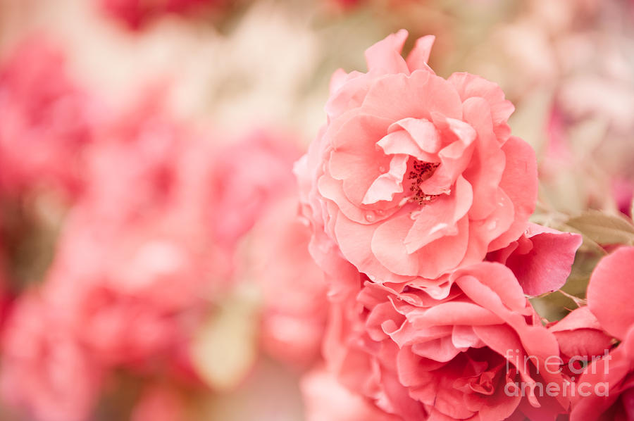 Sepia roses flowering macro Photograph by Arletta Cwalina - Pixels