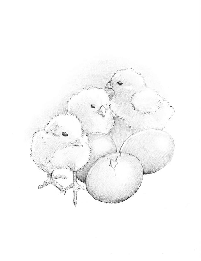 Sexing Chicks Drawing By Michael Hawthorne Pixels