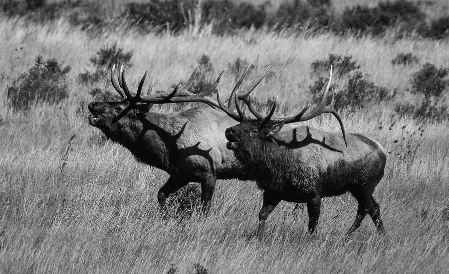 Shadow Antlers Photograph by Melissa Heath Photography - Fine Art America