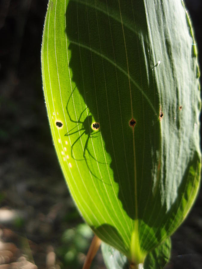 Shadow Spider Photograph by Unique Japan - Pixels