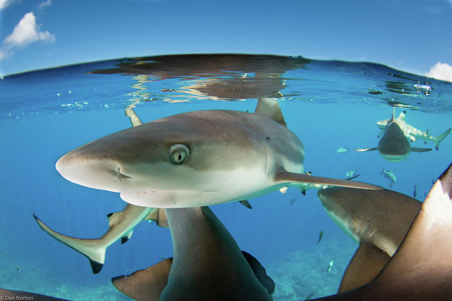 Shark Split Photograph by Dan Norton - Pixels
