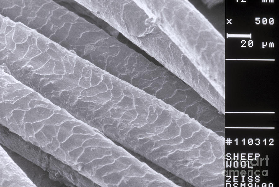 Sheep Wool Sem Photograph by Scimat - Fine Art America