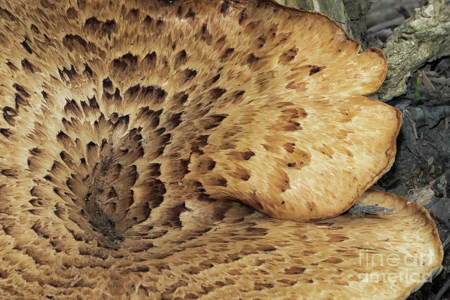 Shelf Fungus On Tree Photograph By Susan Grube