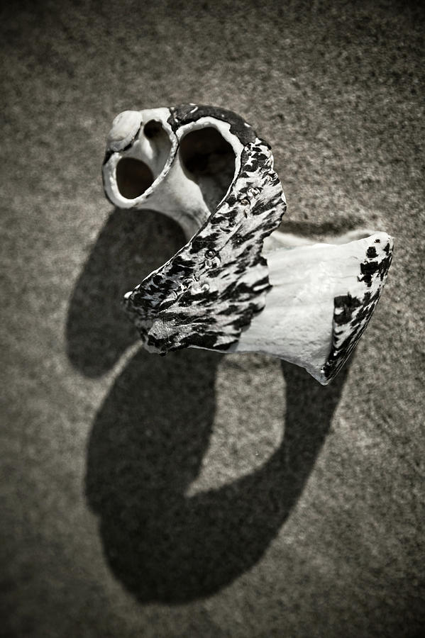 Shell and Shadow 2 Photograph by Danielle Devaux - Pixels