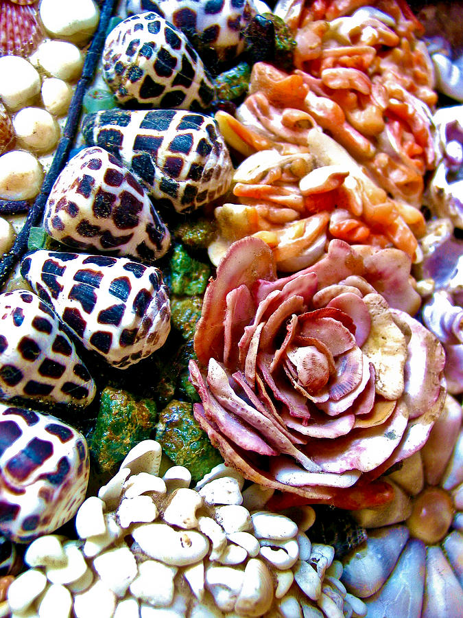 Shell Art Photograph by Connie Anderson | Pixels
