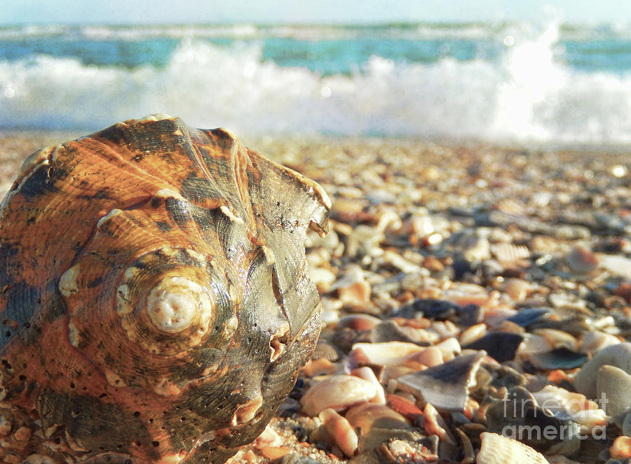Shell Beach Photograph by Kelley Freel-Ebner