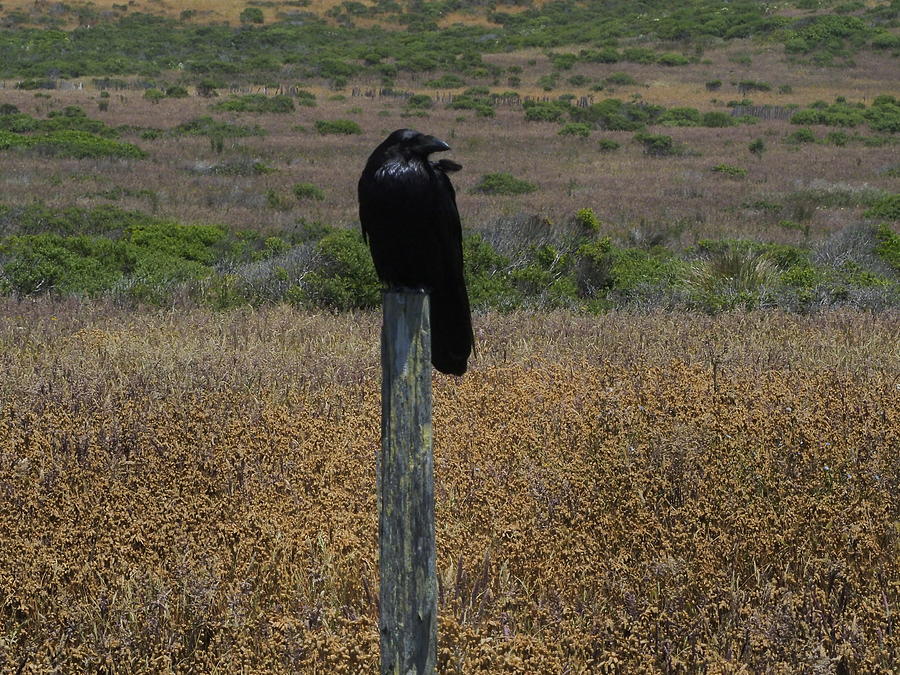 Shell Beach Raven Photograph by Richard Thomas - Fine Art America