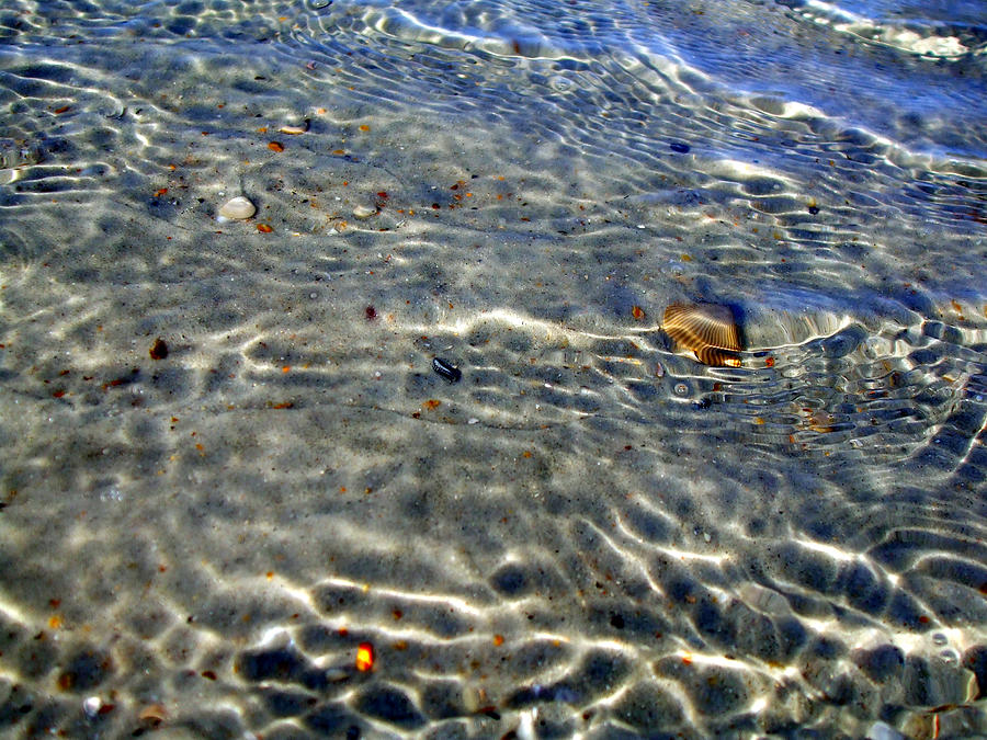 Shell Designs Photograph by Fromuth Photography - Fine Art America