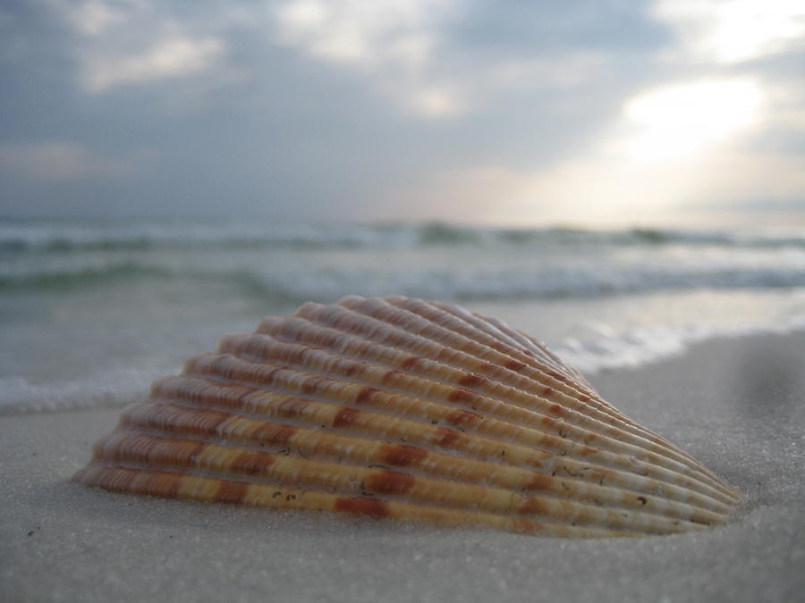 Shell in Sand Photograph by Jim Clark - Fine Art America
