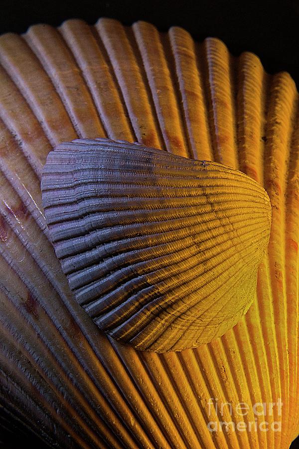 Shell lines 2 Photograph by Jim Wright - Fine Art America