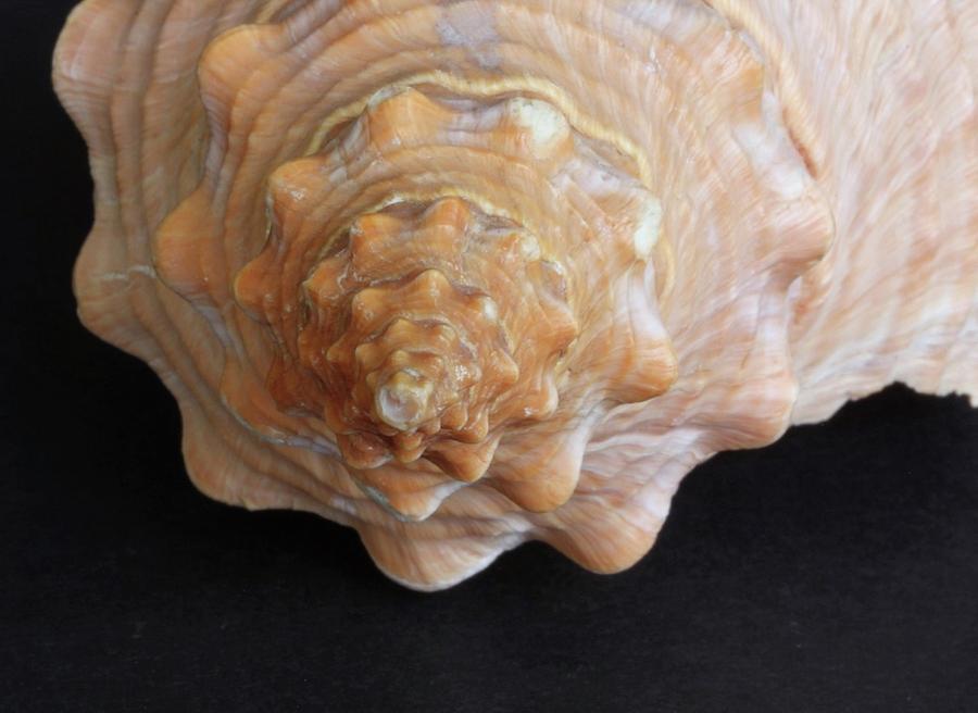 Shell macro Photograph by Pedro Vit - Fine Art America