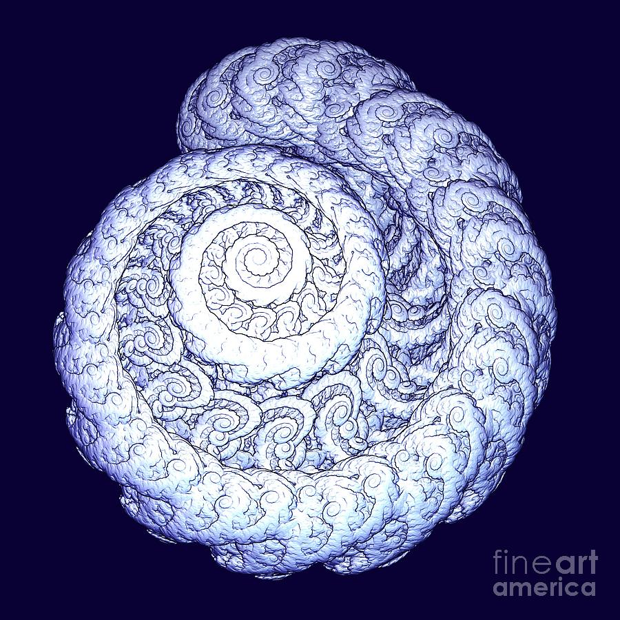 Shell Digital Art by Thomas Smith - Fine Art America