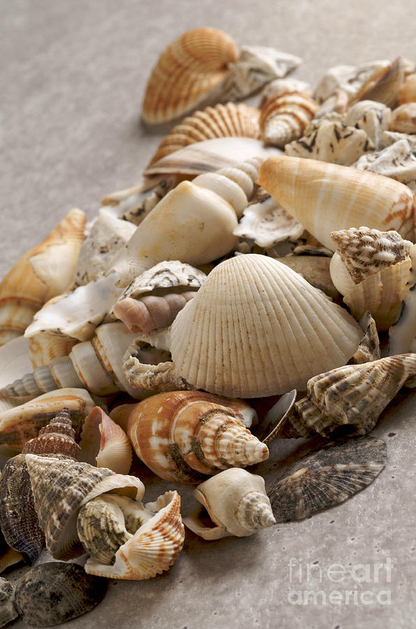 Shellfish shells Photograph by Bernard Jaubert - Fine Art America