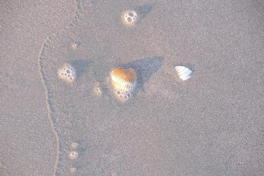 Shells Photograph by Michael Smith - Fine Art America