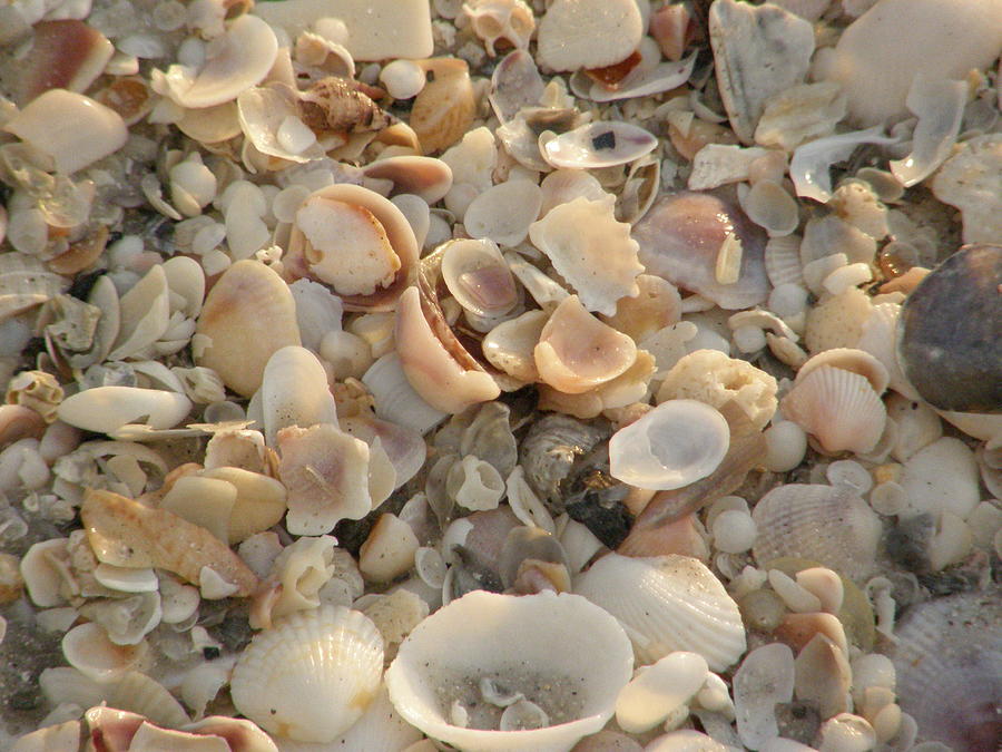 Shells On Beach Photograph by Alice Markham | Pixels