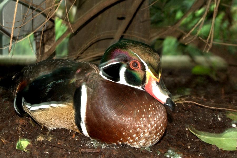 Shileen Photograph by Rene GrayMitchell - Fine Art America