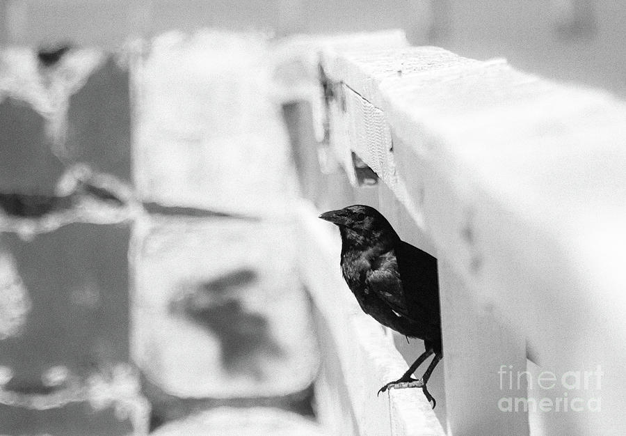 Shiny Crow in Black and White Photograph by Amy Sorvillo - Fine Art America