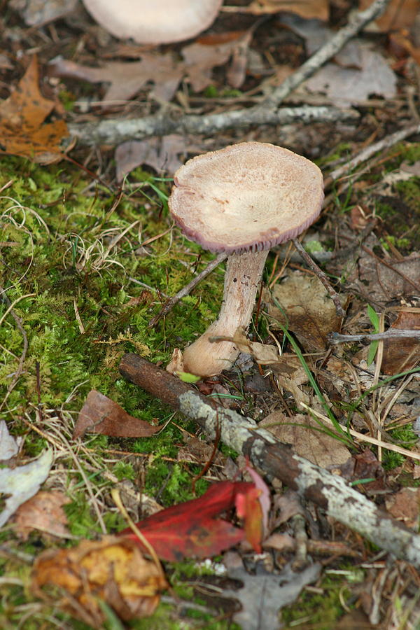 Shrooms 18 Photograph by David Dunham - Fine Art America