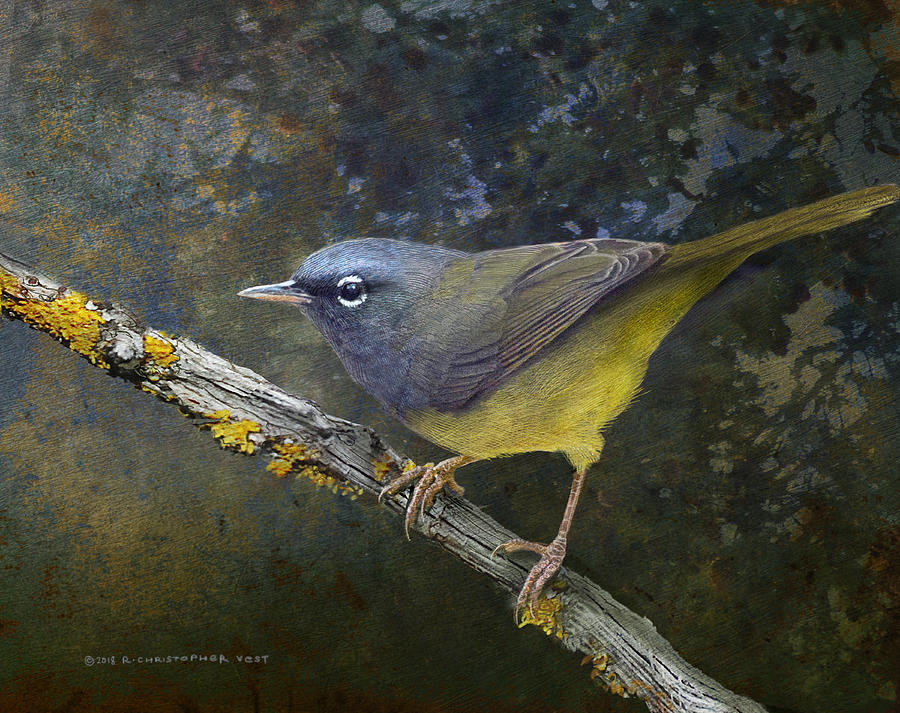 Shy Garden Friend Mcgillivray's Warbler Photograph by R christopher ...