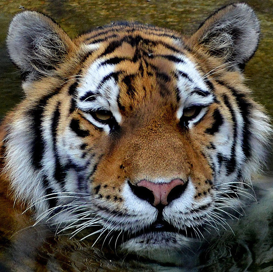 Siberian Tigress Up Close Photograph by Belinda Stucki - Fine Art America Siberian Tigress Up Close Photograph by Belinda Stucki - Fine Art America