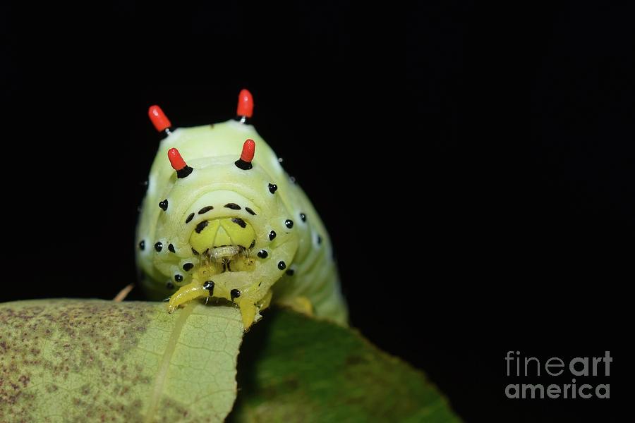 Callosamia promethea larva Photograph by Tyler Streets - Pixels
